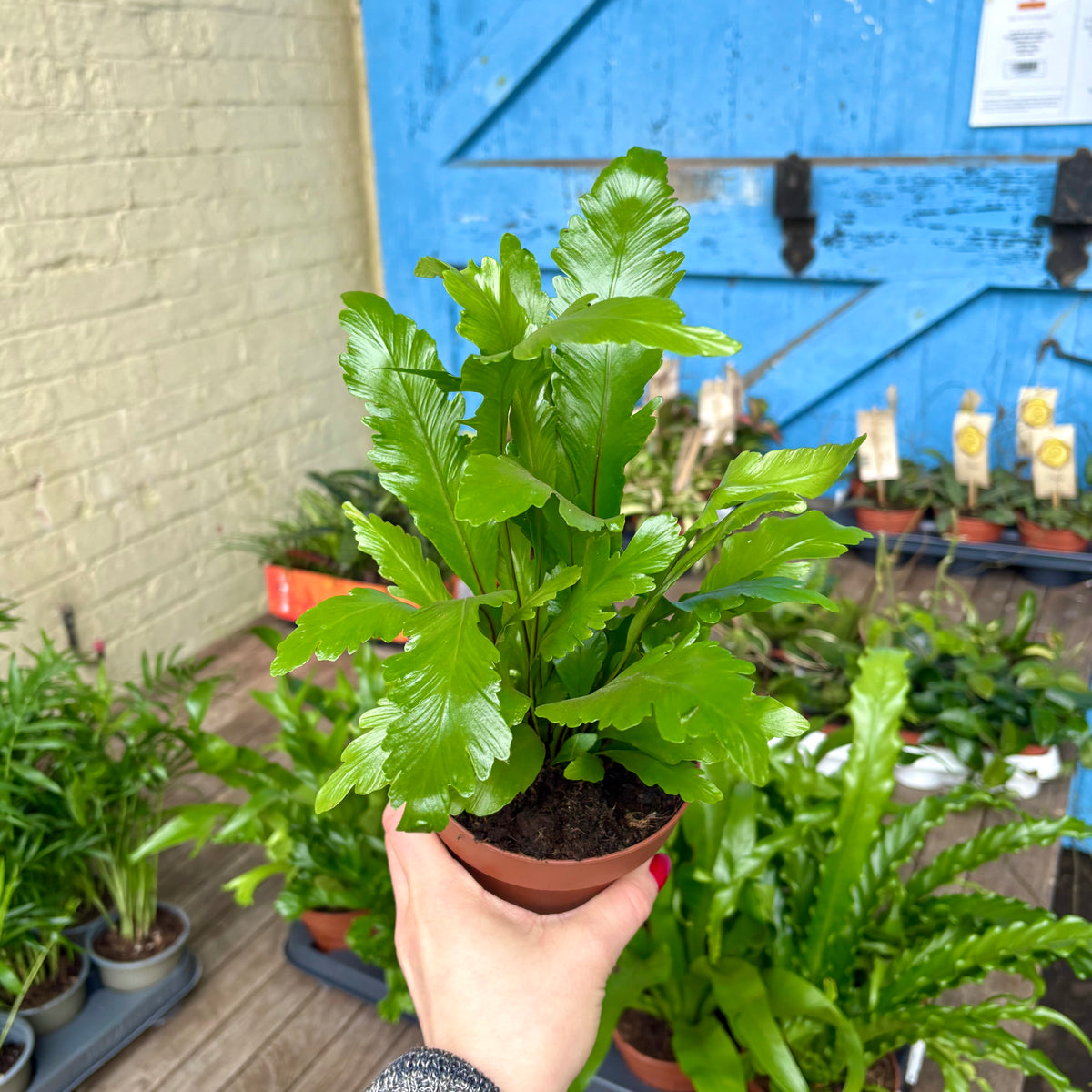 Asplenium Nidus 'Campio' - Bird's Nest Fern – Moose Plant Shop