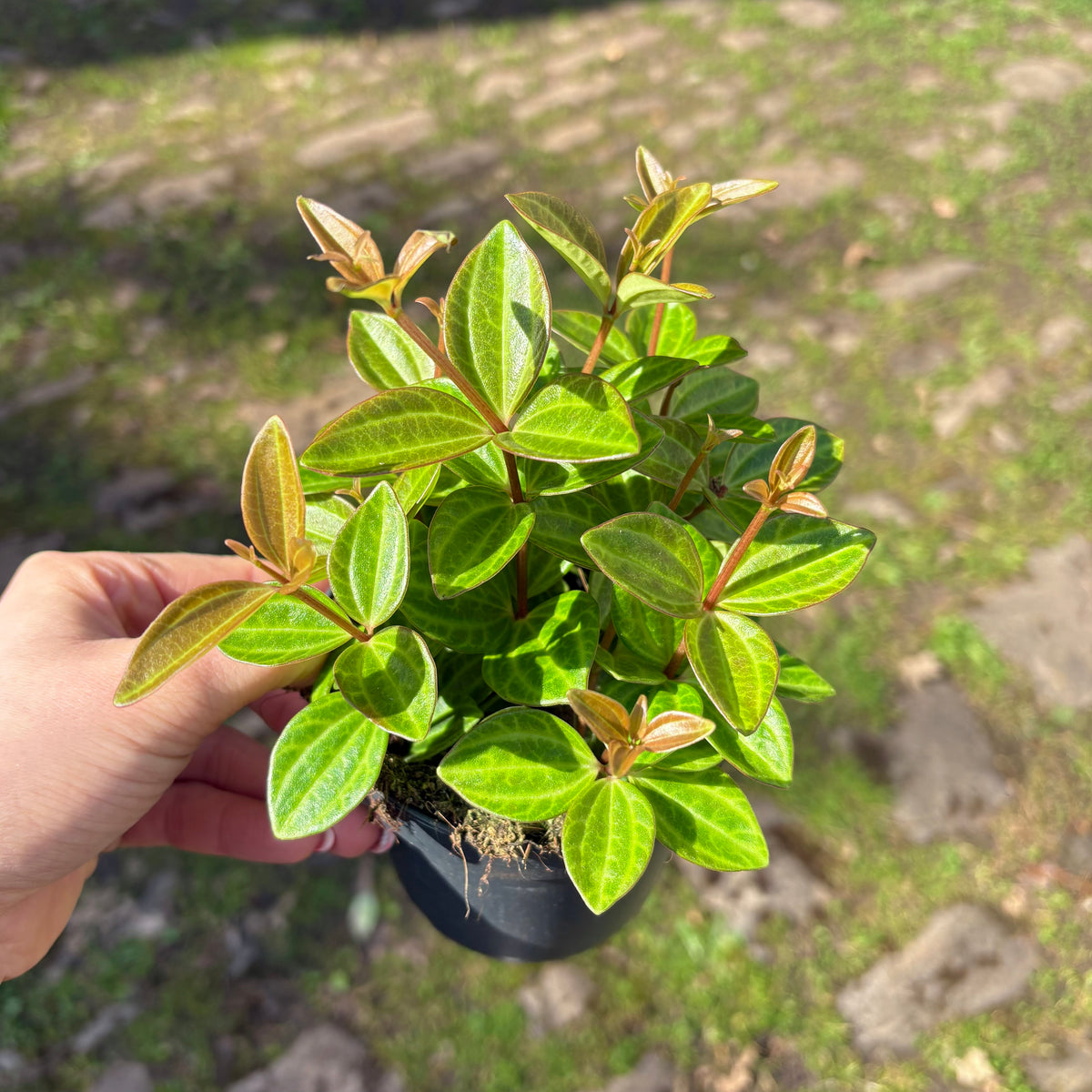 Peperomia Angulata 'Rocca Scuro' – Moose Plant Shop