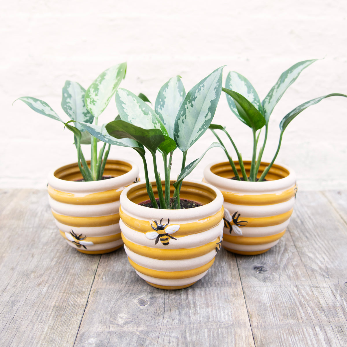 Aglaonema 'Jubilee Compacta' (Chinese Evergreen) – Moose Plant Shop