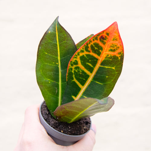 Croton (Codiaeum) & Cordyline – Moose Plant Shop