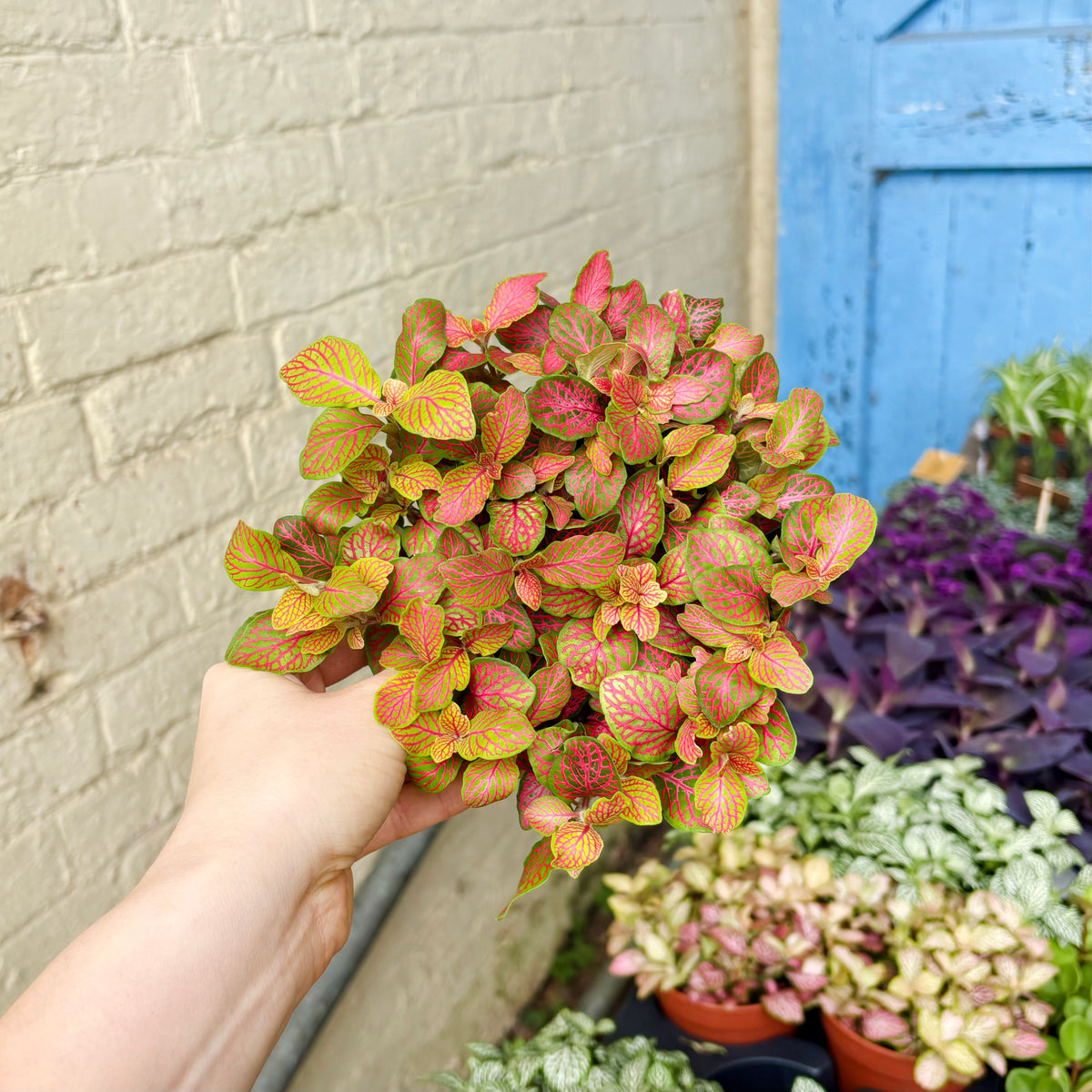 Fittonia Mix 'Nerve Plant' (multiple colour options) – Moose Plant Shop