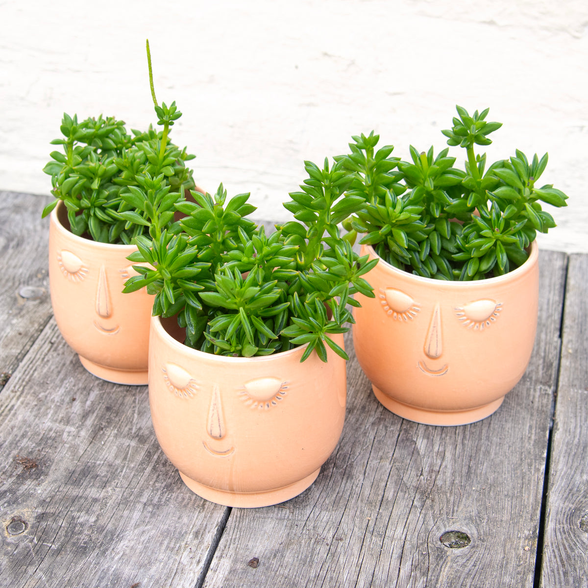 Peperomia Axillaris 'Taco Leaf Plant' – Moose Plant Shop
