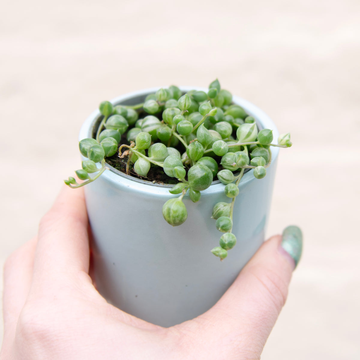 Senecio Herreianus Variegated 'String of Pearls' – Moose Plant Shop