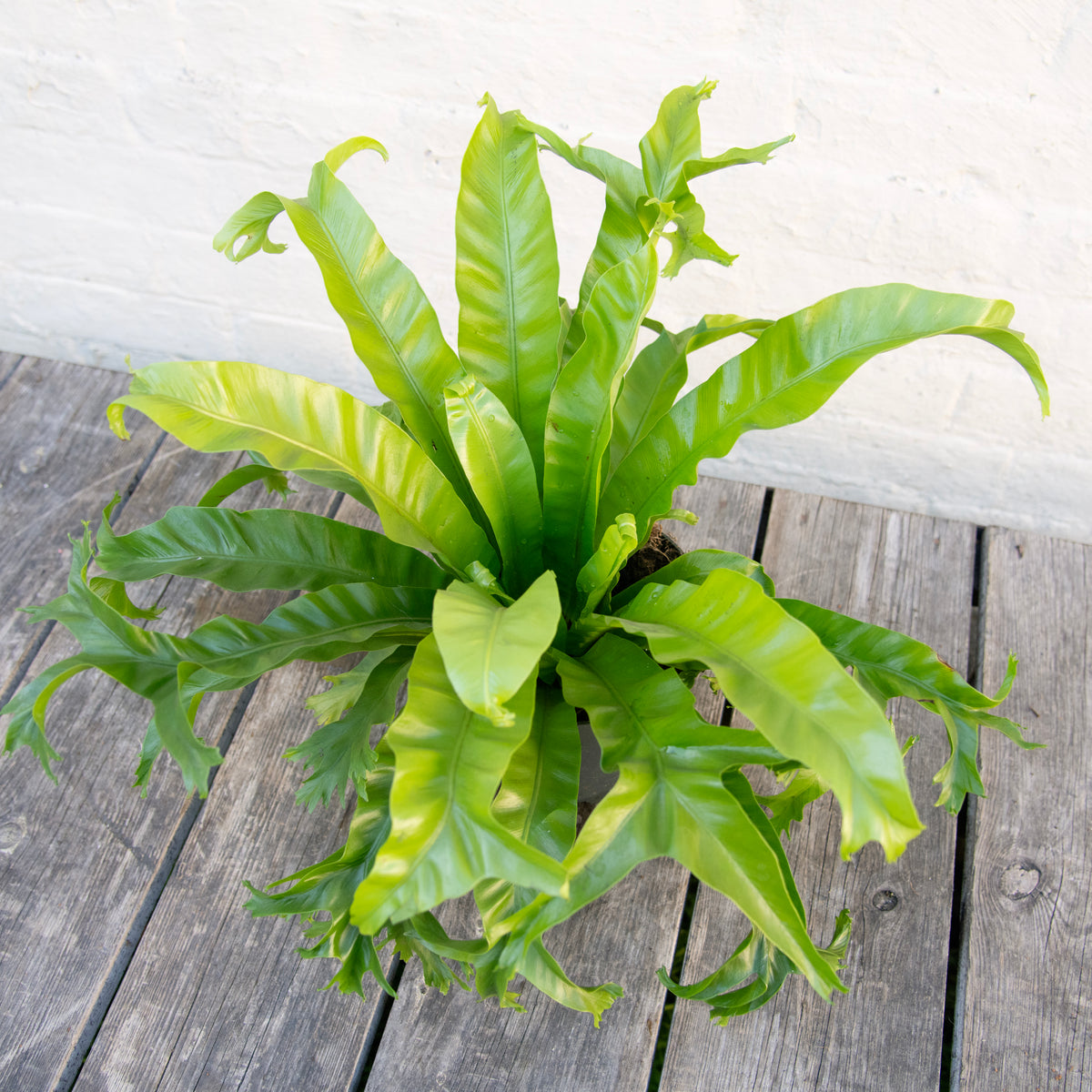 Large Asplenium 'Crissie' - Bird's Nest Fern – Moose Plant Shop