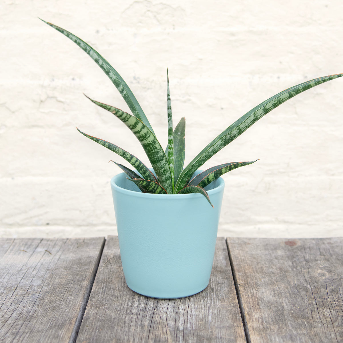 Sansevieria Trifasciata 'Megan' – Moose Plant Shop