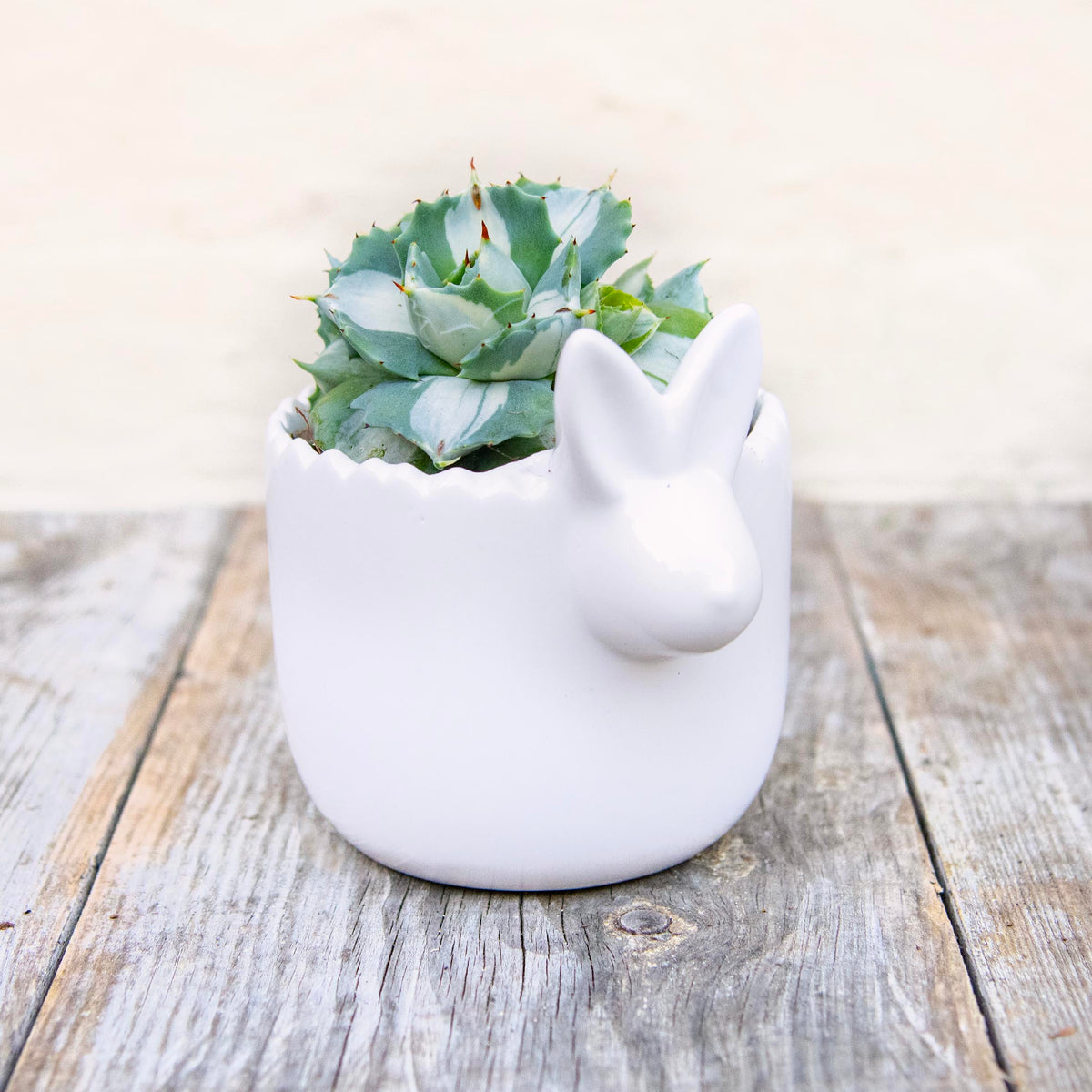 Ceramic White Rabbit Pot – Moose Plant Shop