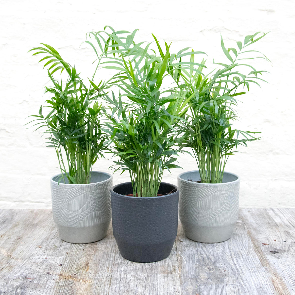 Chamaedorea Elegans 'Parlour Palm' – Moose Plant Shop