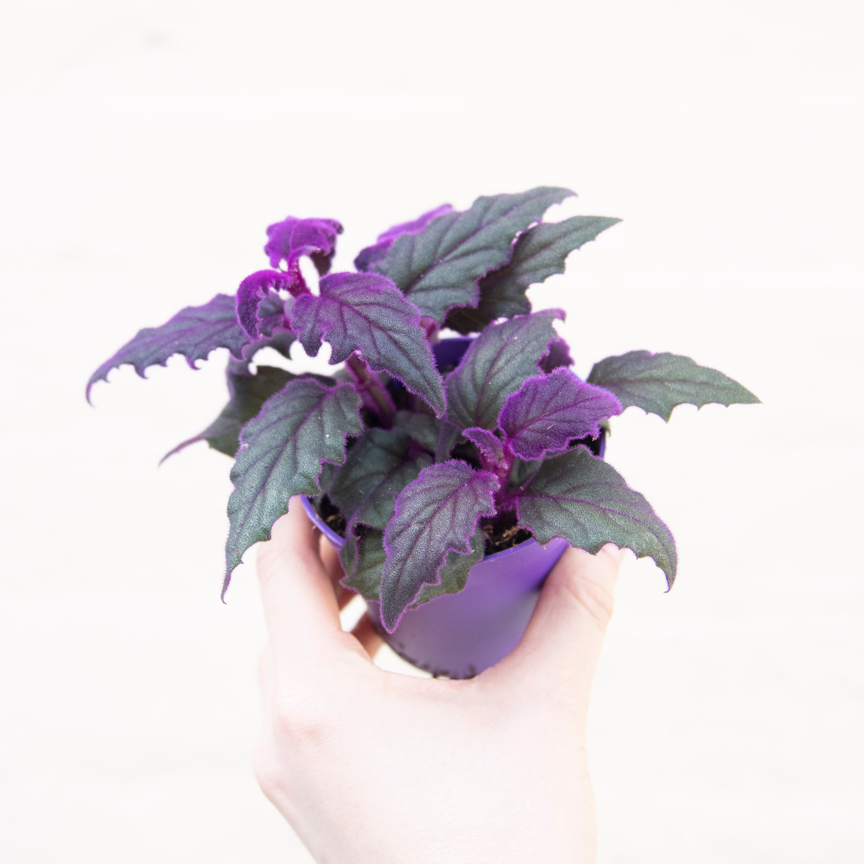 Passion Fruit Seeds For Planting Purple Passion Plant (Gynura ...