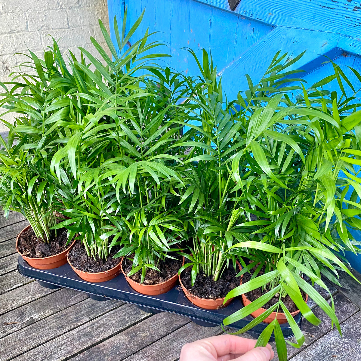 Chamaedorea Elegans 'Parlour Palm' – Moose Plant Shop