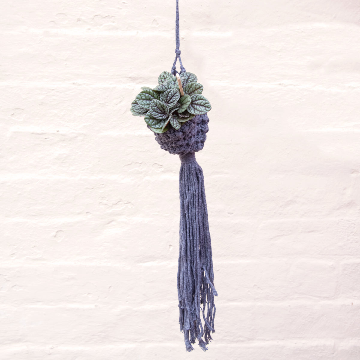 Macramé Plant Holder – Moose Plant Shop