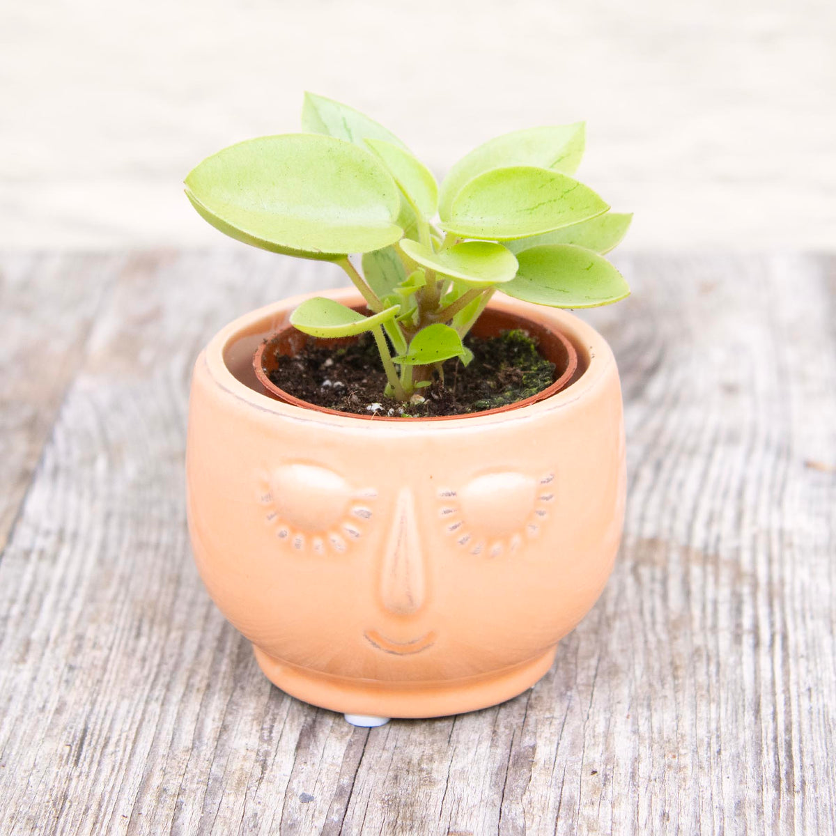 Peperomia 'Pixie Variegata' – Moose Plant Shop