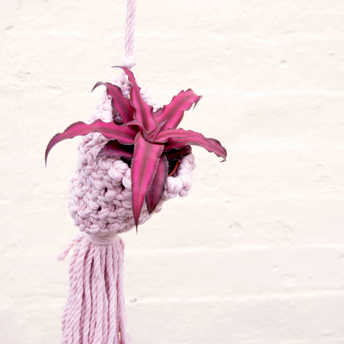 Macramé Plant Holder – Moose Plant Shop