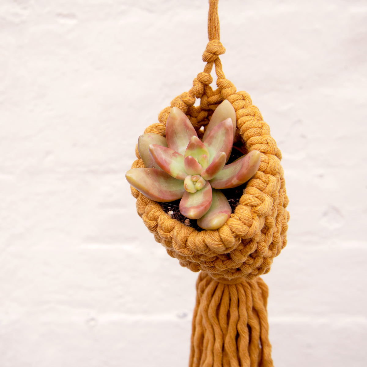 Macramé Plant Holder – Moose Plant Shop